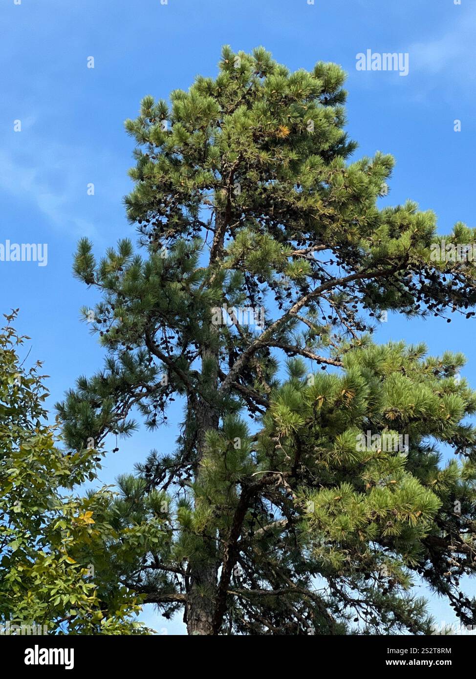 shortleaf pine (Pinus echinata Stock Photo - Alamy