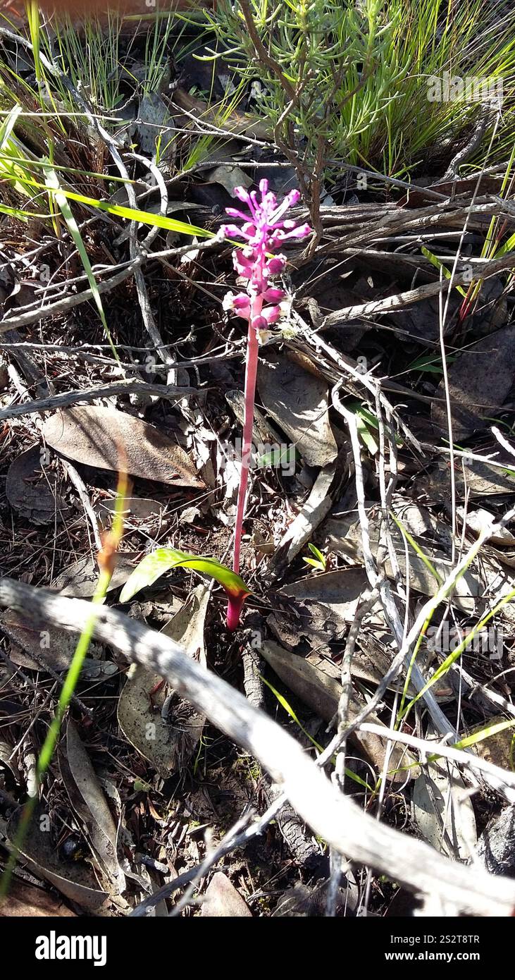 Cape cowslips hi-res stock photography and images - Alamy