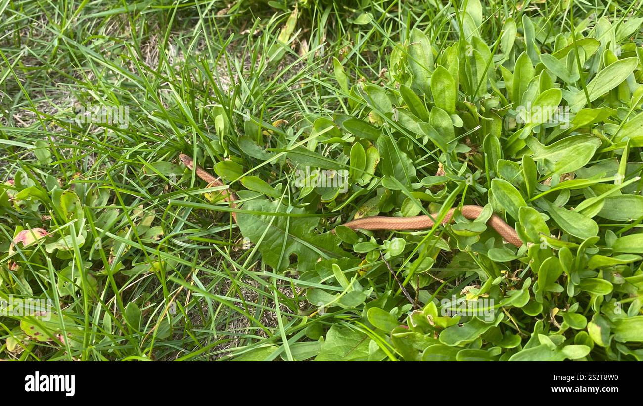 Northern Redbelly Snake (Storeria occipitomaculata occipitomaculata ...