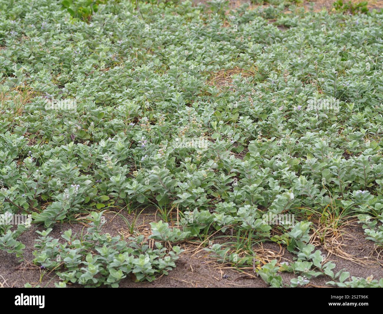 Beach Vitex (Vitex rotundifolia Stock Photo - Alamy