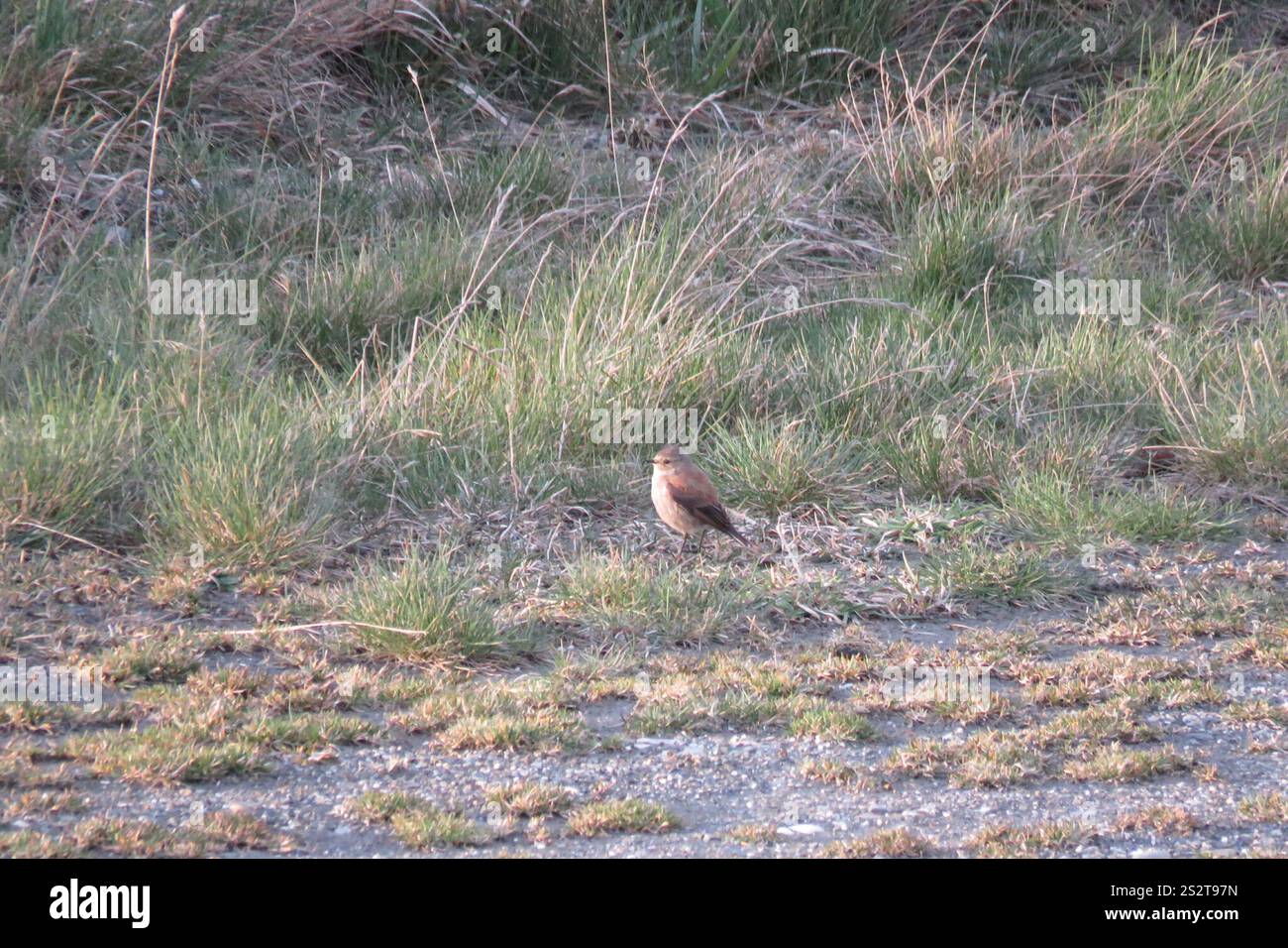Austral Negrito (Lessonia rufa Stock Photo - Alamy