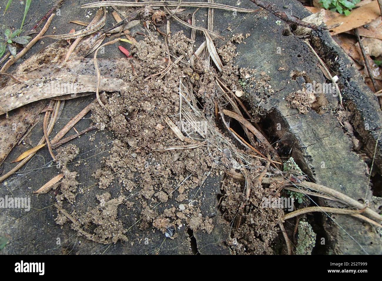 Blue Mountains Funnel-web Spider (Hadronyche versuta Stock Photo - Alamy