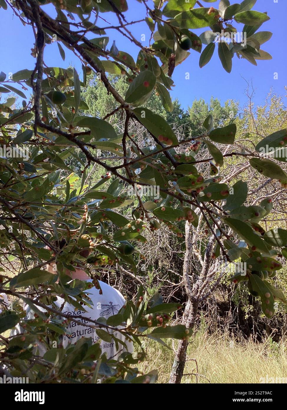 Texas live oak (Quercus fusiformis Stock Photo - Alamy
