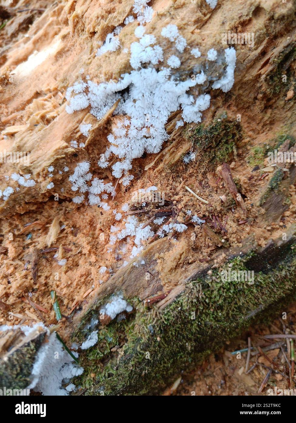 Common Coral Slime (Ceratiomyxa fruticulosa Stock Photo - Alamy