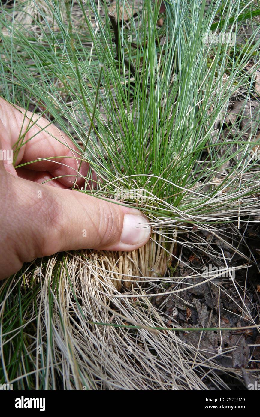 Matgrass (Nardus stricta Stock Photo - Alamy