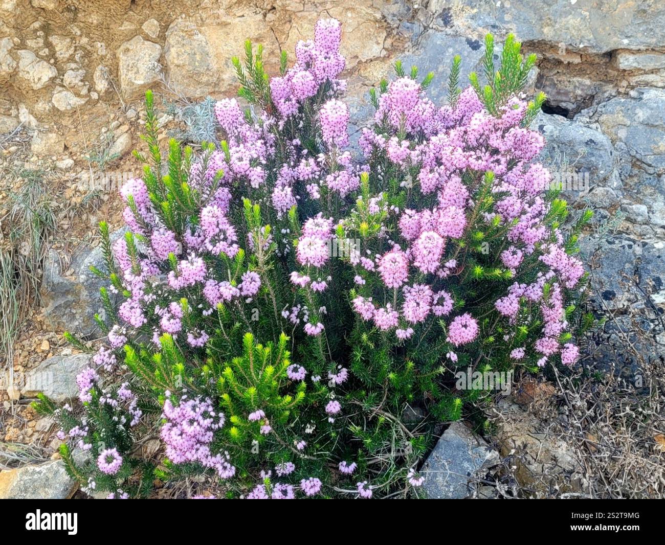 Mediterranean Heath (Erica multiflora Stock Photo - Alamy