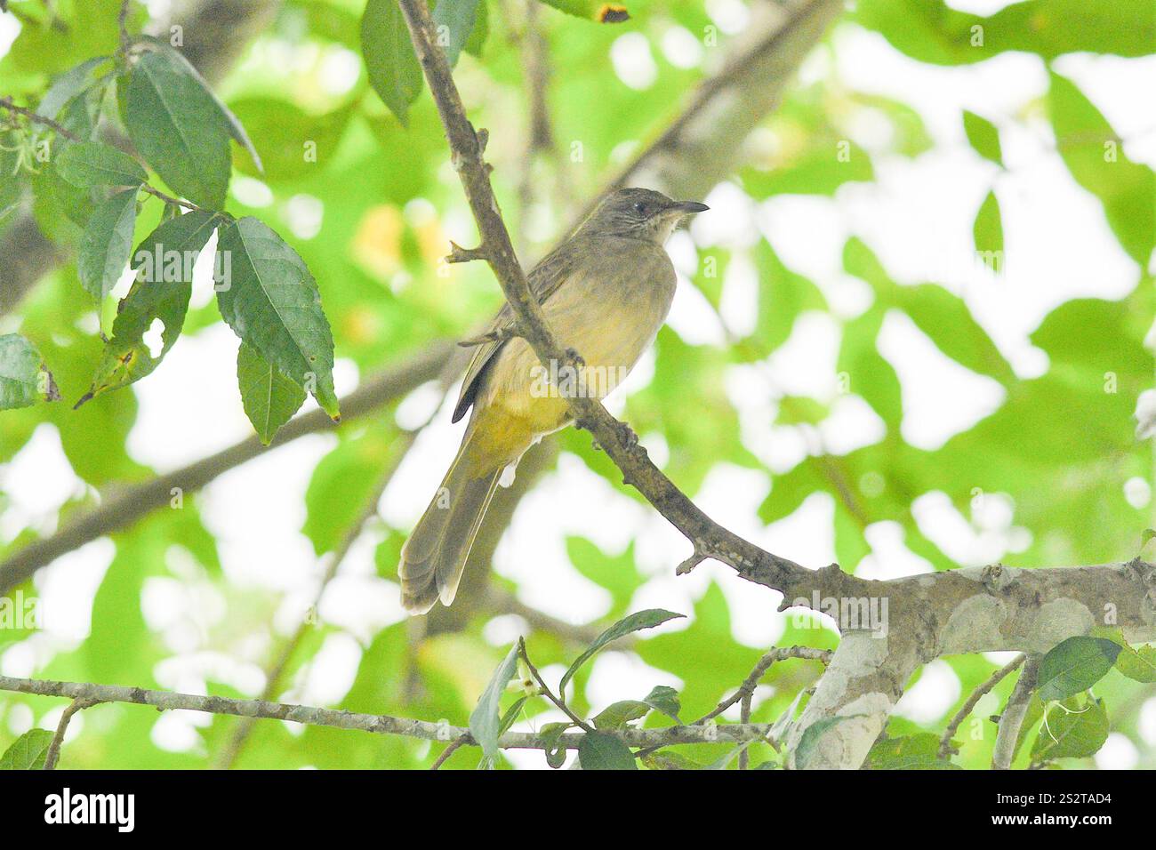 Pycnonotus conradi hi-res stock photography and images - Alamy