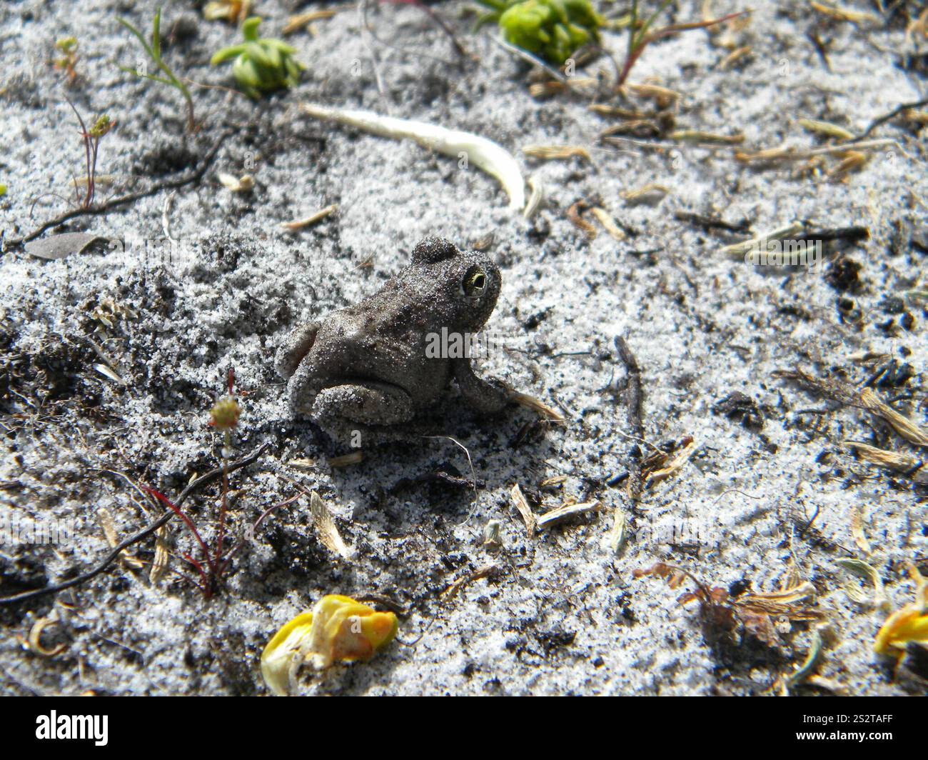 Cape sand frog (Tomopterna delalandii Stock Photo - Alamy