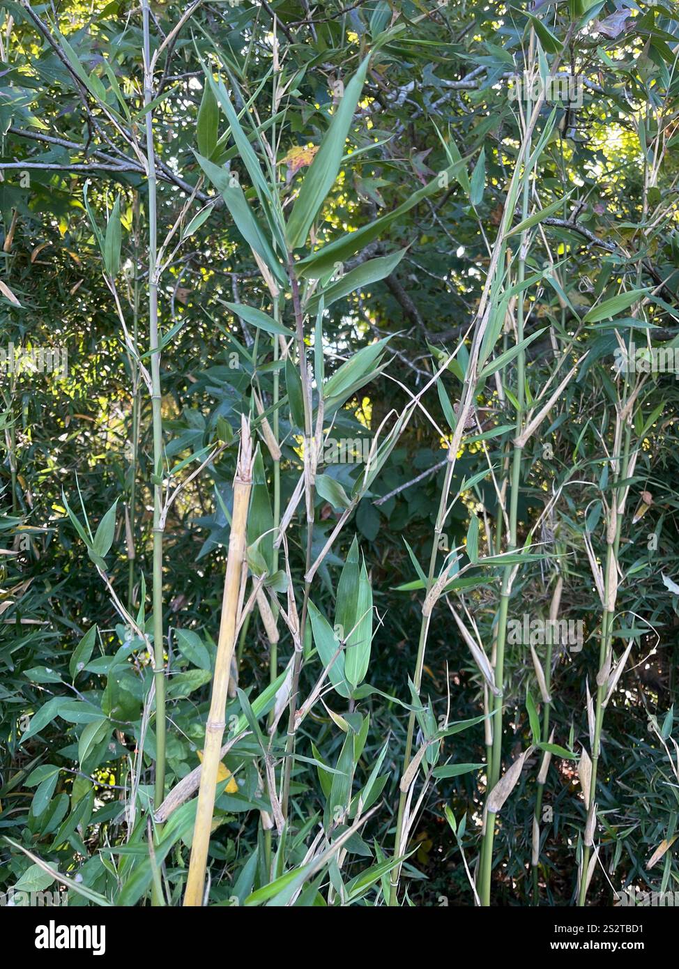 river cane (Arundinaria gigantea Stock Photo - Alamy