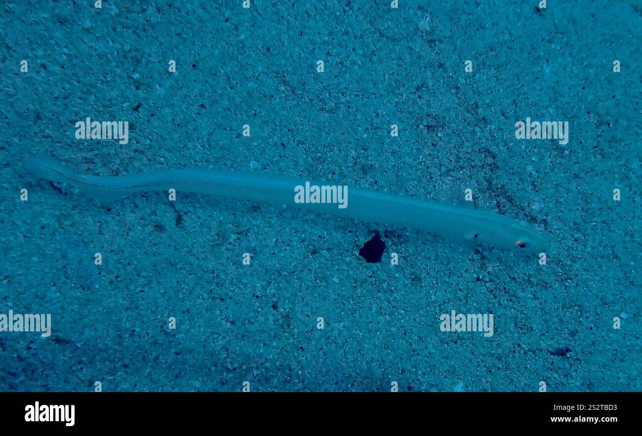Onespot Wormfish (Gunnellichthys monostigma Stock Photo - Alamy