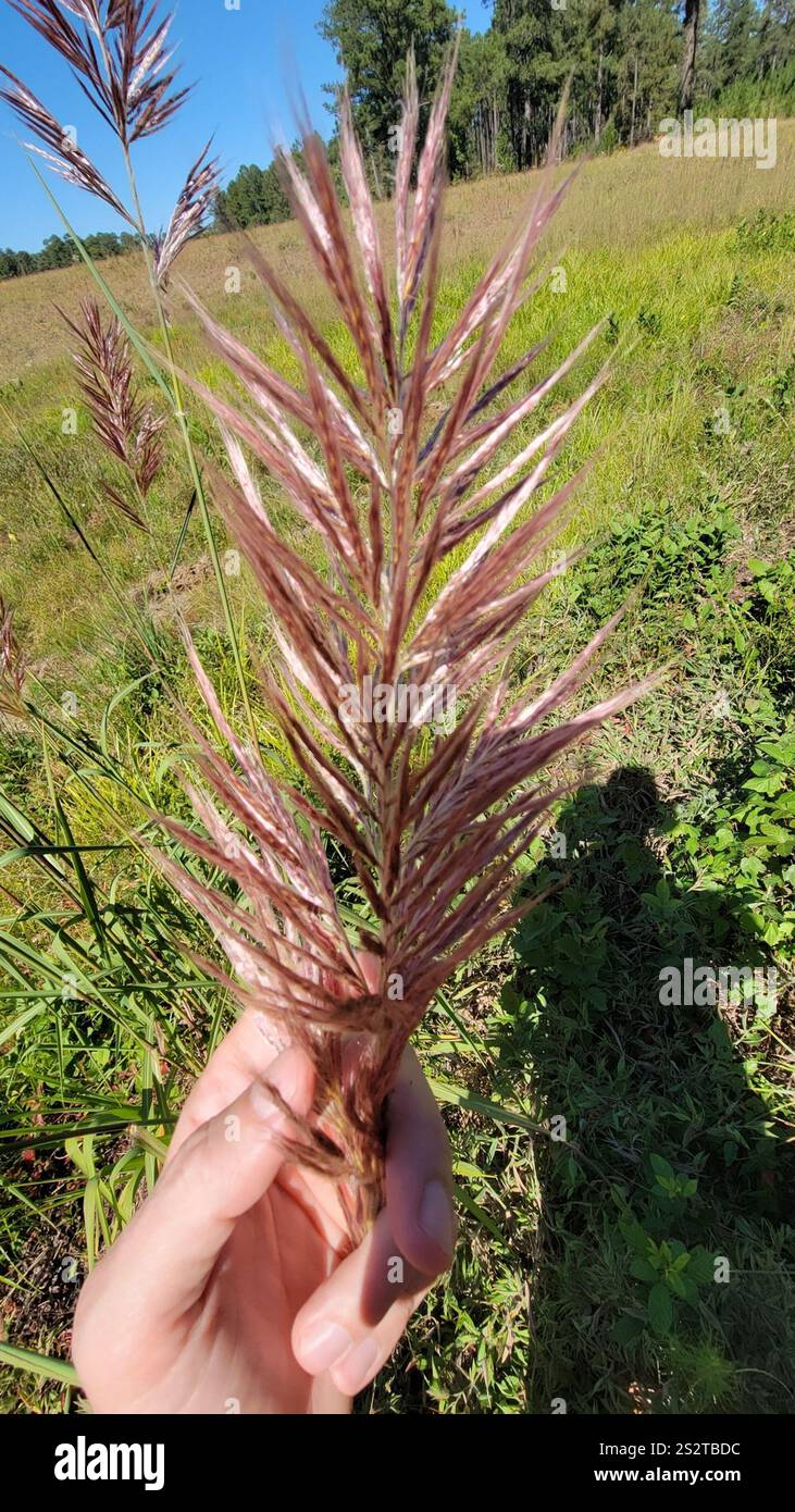 sugarcane plumegrass (Erianthus giganteus Stock Photo - Alamy