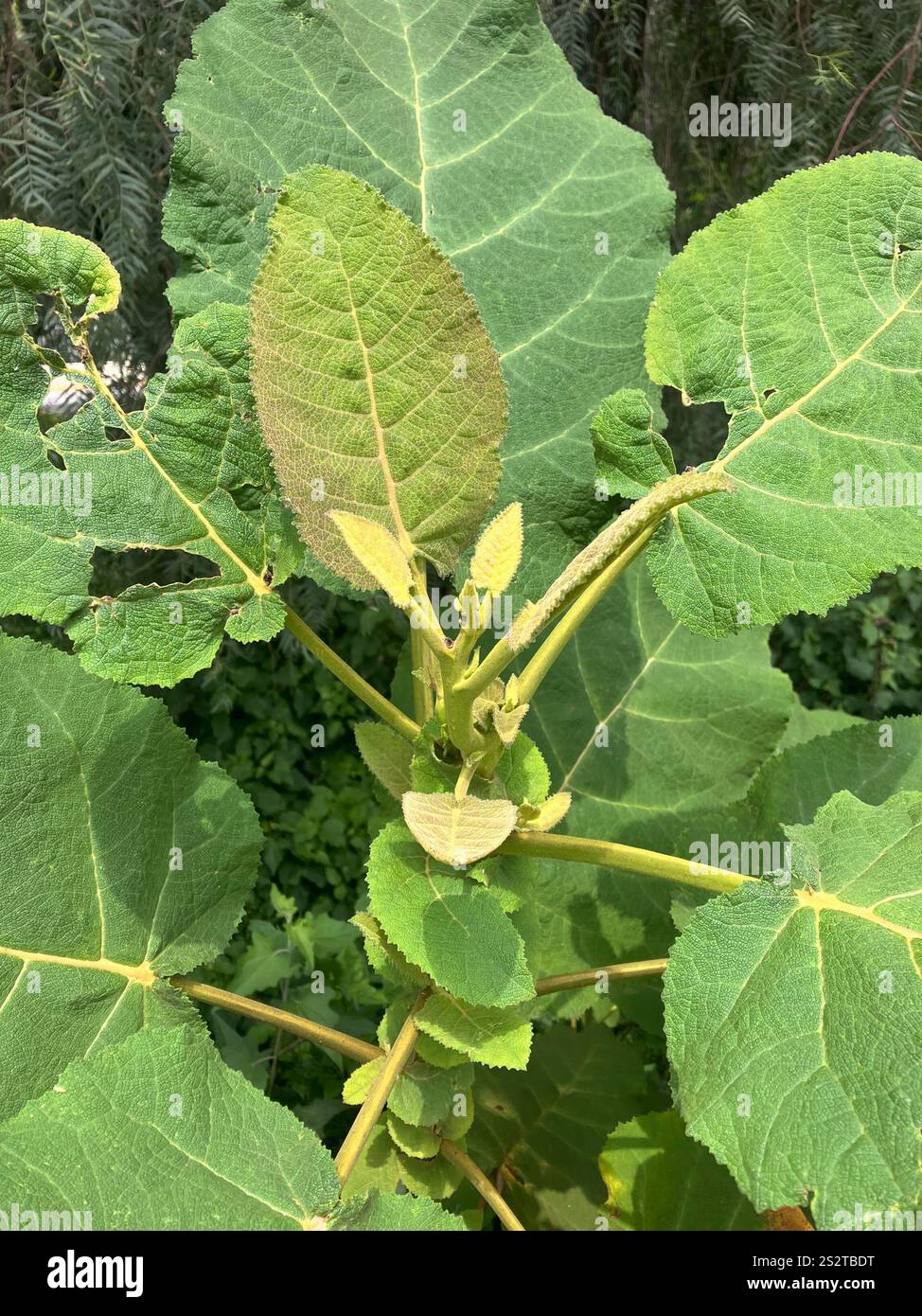 fiberglass plant (Wigandia urens Stock Photo - Alamy