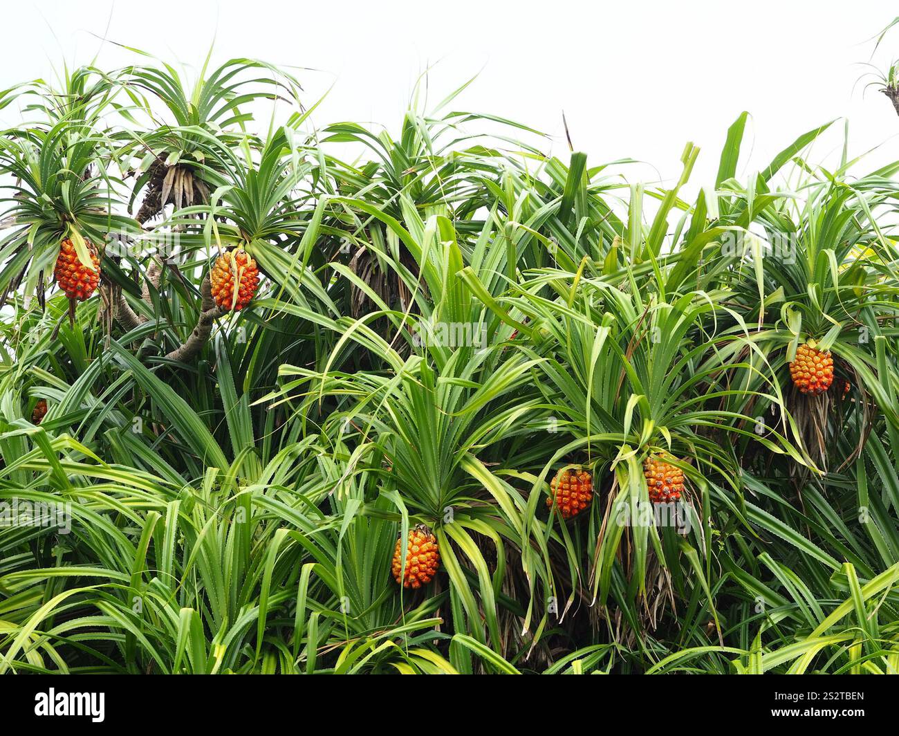 Screw-pine (Pandanus odorifer Stock Photo - Alamy