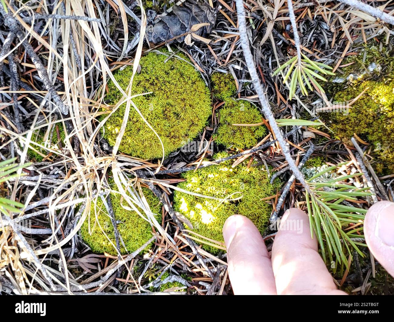 Tortella hi-res stock photography and images - Alamy