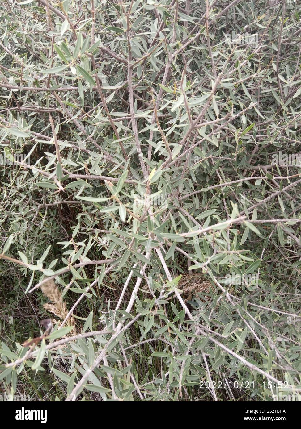 Narrow-leaved mock privet (Phillyrea angustifolia Stock Photo - Alamy