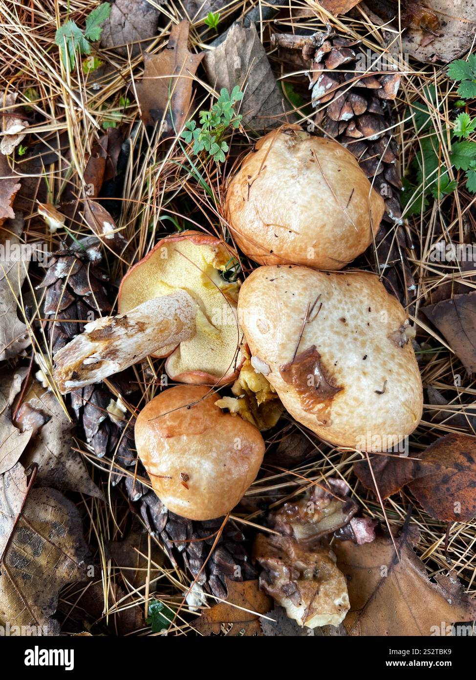Butterball (Suillus weaverae Stock Photo - Alamy