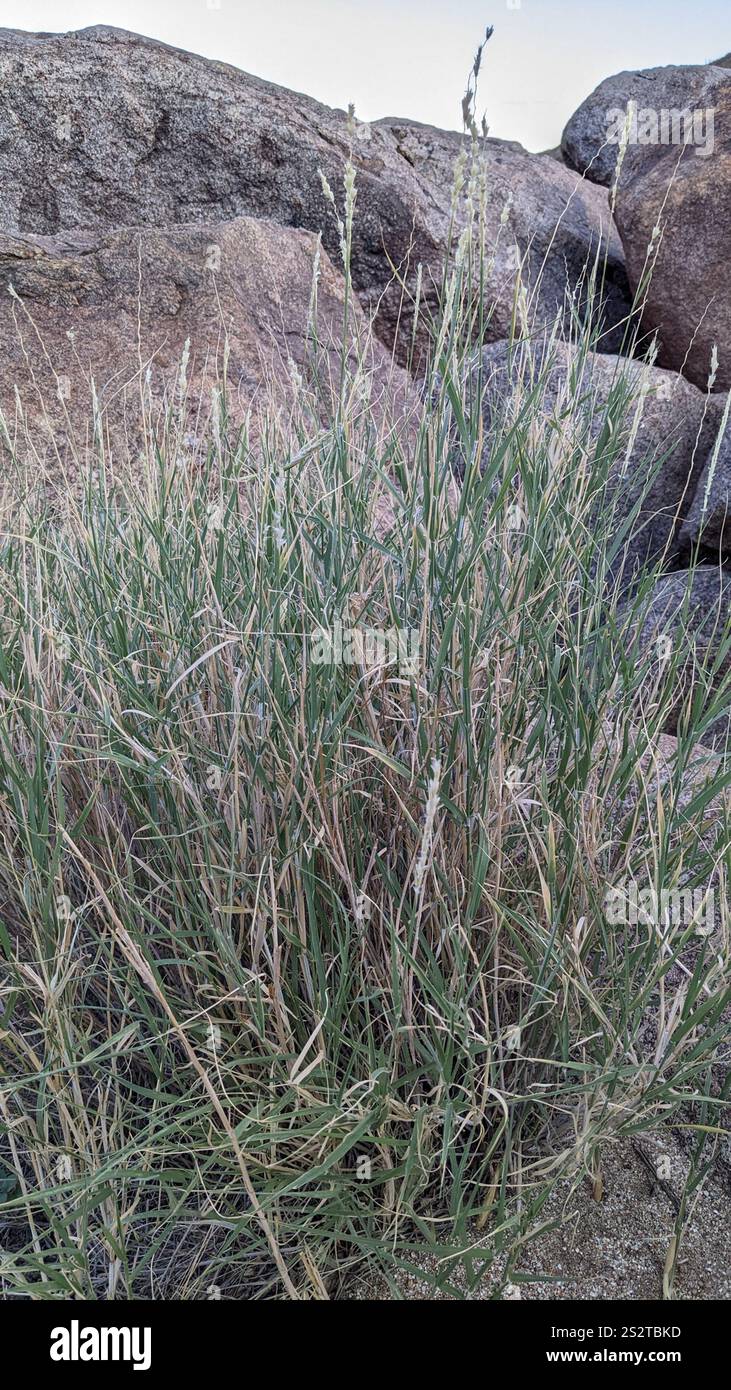 Big Galleta (Hilaria rigida Stock Photo - Alamy