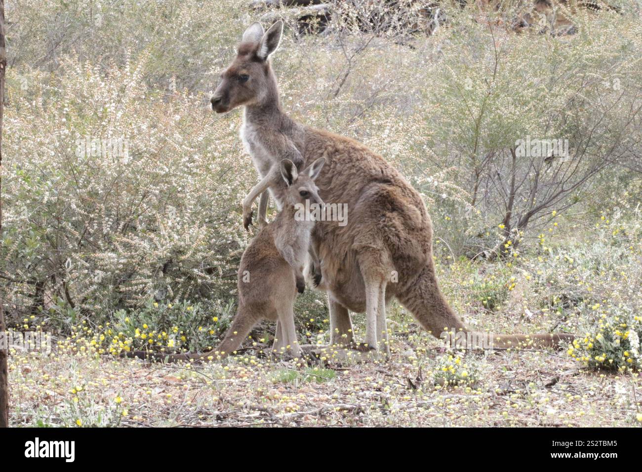 Mainland Western Grey Kangaroo (Macropus fuliginosus melanops Stock ...