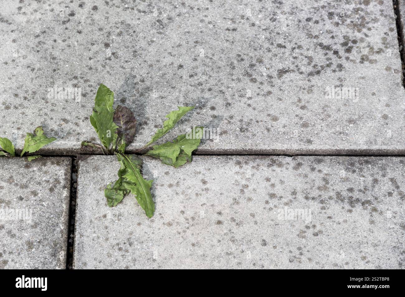 Plants grow out of a floor between stone slabs Austria Stock Photo - Alamy