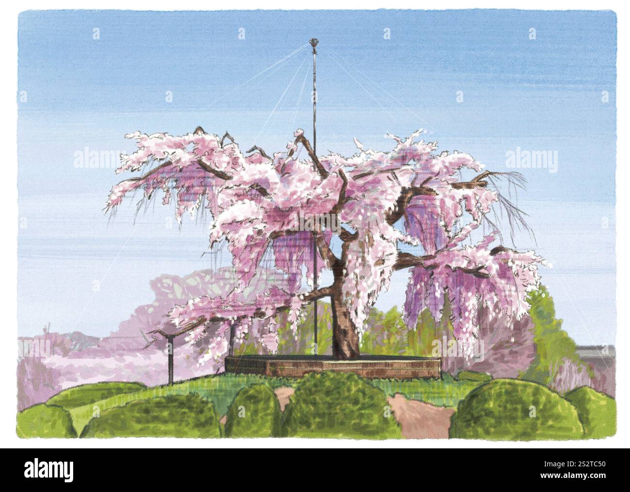 Weeping cherry trees in Maruyama Park in spectacular bloom Stock Photo ...