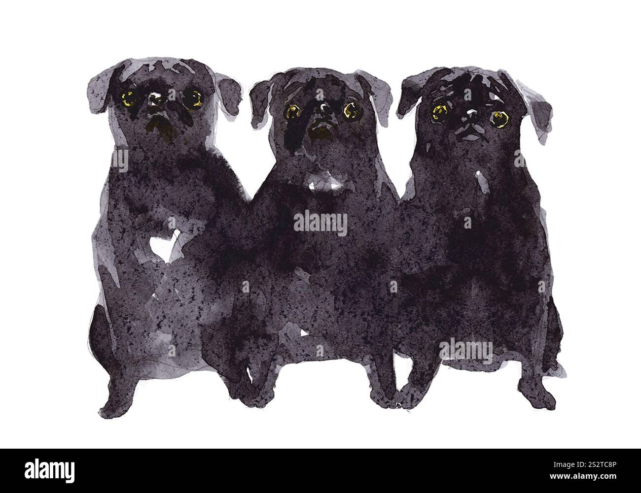 3 black pugs Stock Photo - Alamy