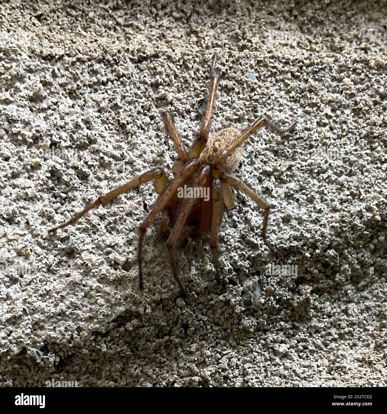 Hobo Spider (Eratigena agrestis Stock Photo - Alamy