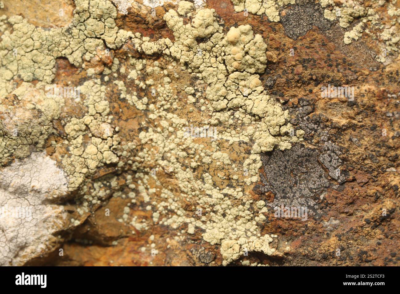 rim lichens, disc lichens, and allies (Lecanoraceae Stock Photo - Alamy