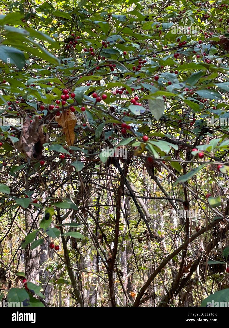 possumhaw (Ilex decidua Stock Photo - Alamy