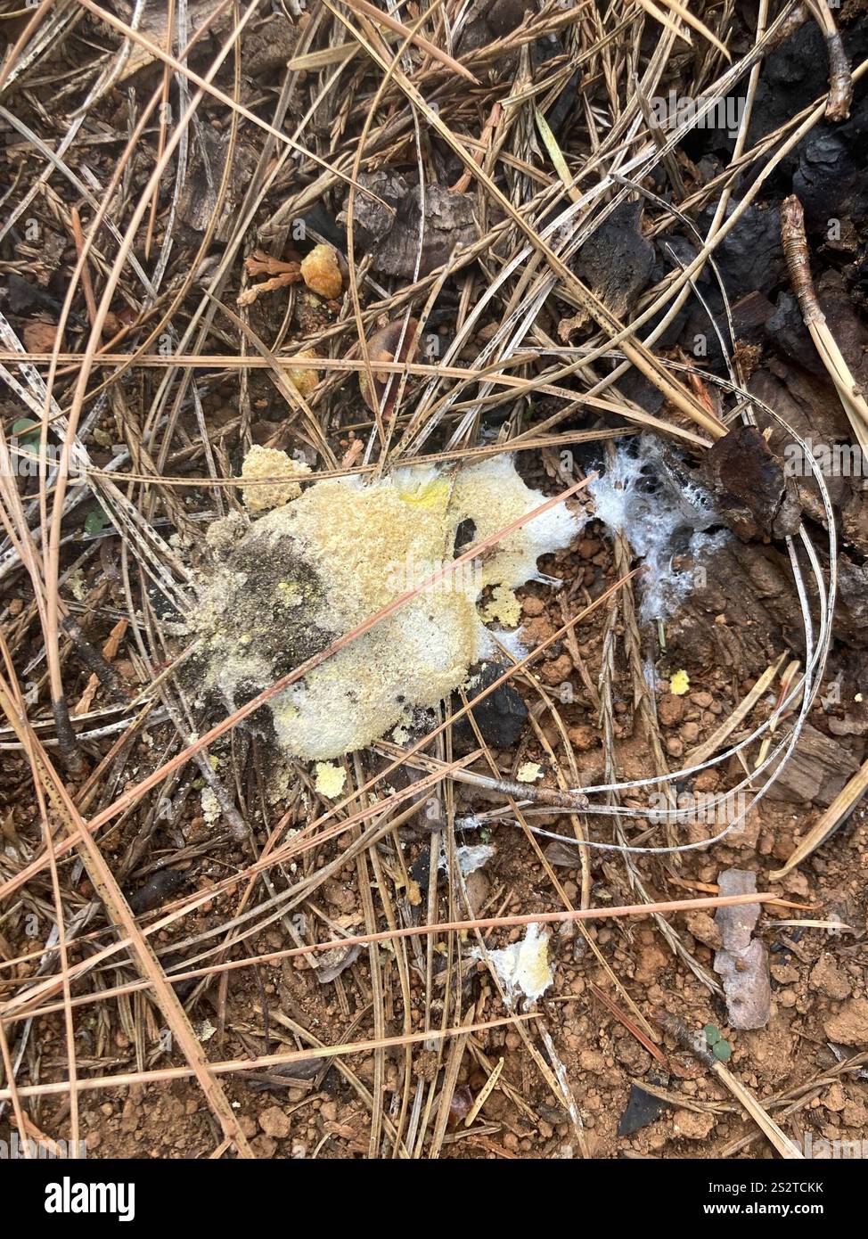 Dog Vomit Slime Mold (Fuligo septica Stock Photo - Alamy