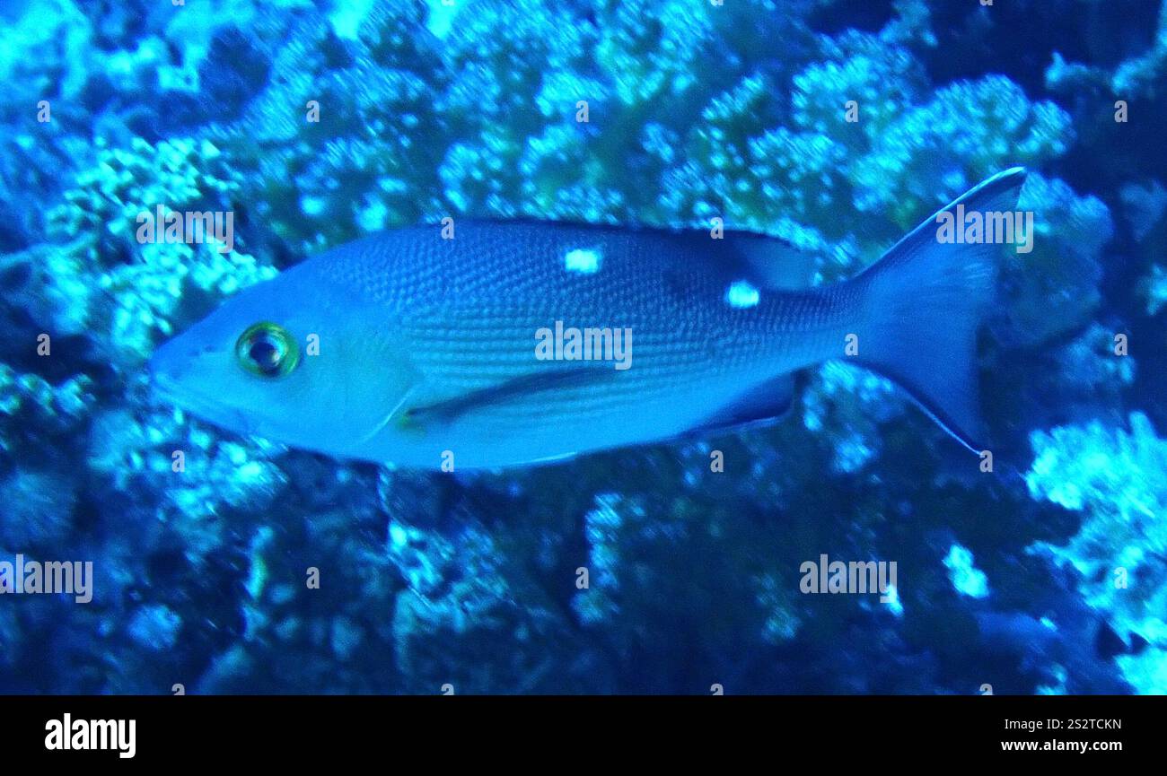 Two-spot Red Snapper (Lutjanus bohar Stock Photo - Alamy