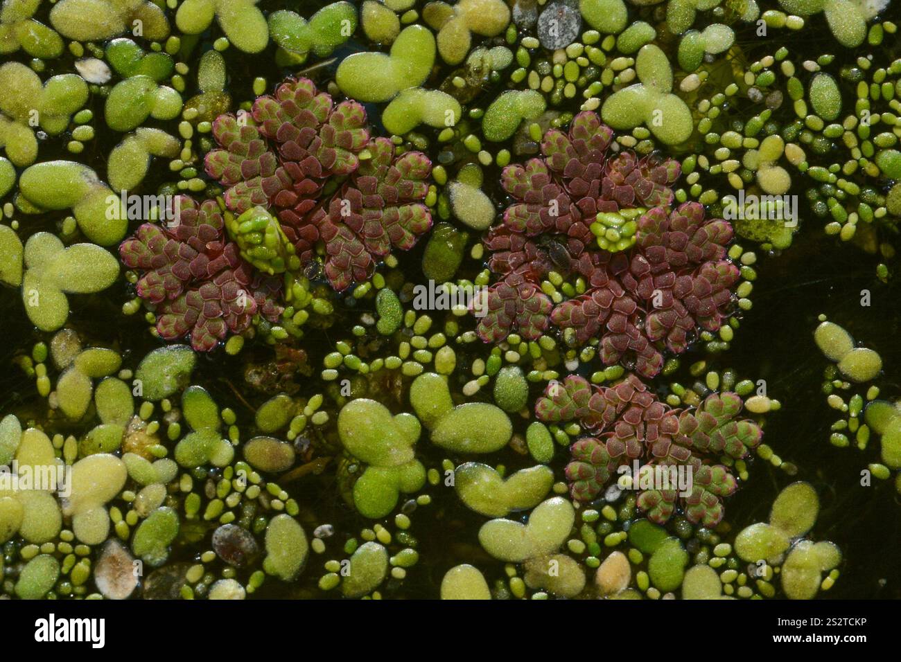 water fern (Azolla filiculoides Stock Photo - Alamy