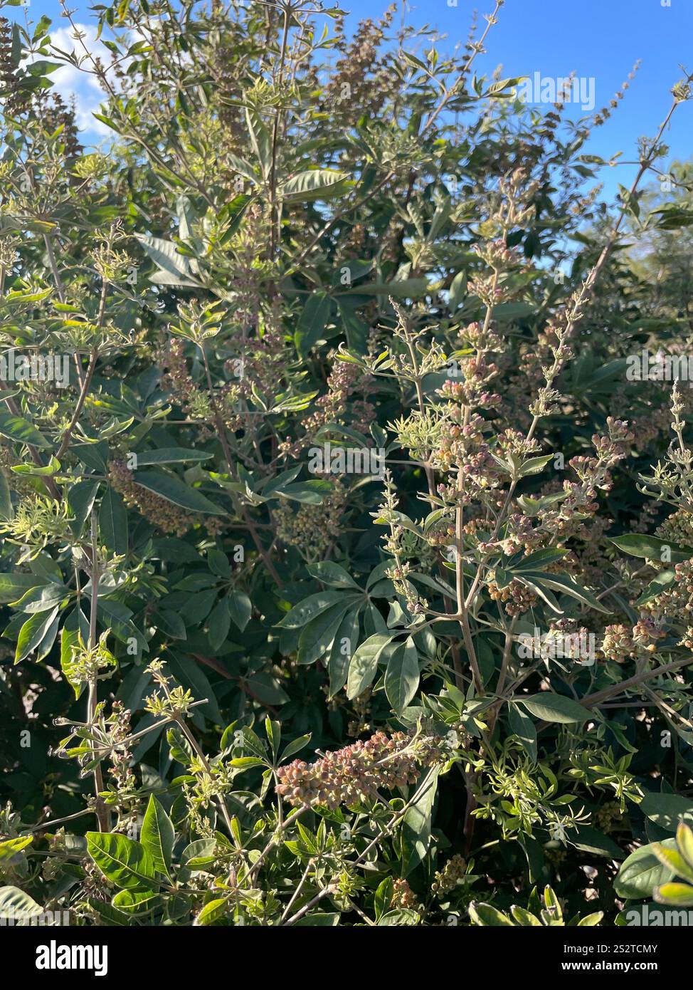 Lilac chaste tree (Vitex agnus-castus Stock Photo - Alamy