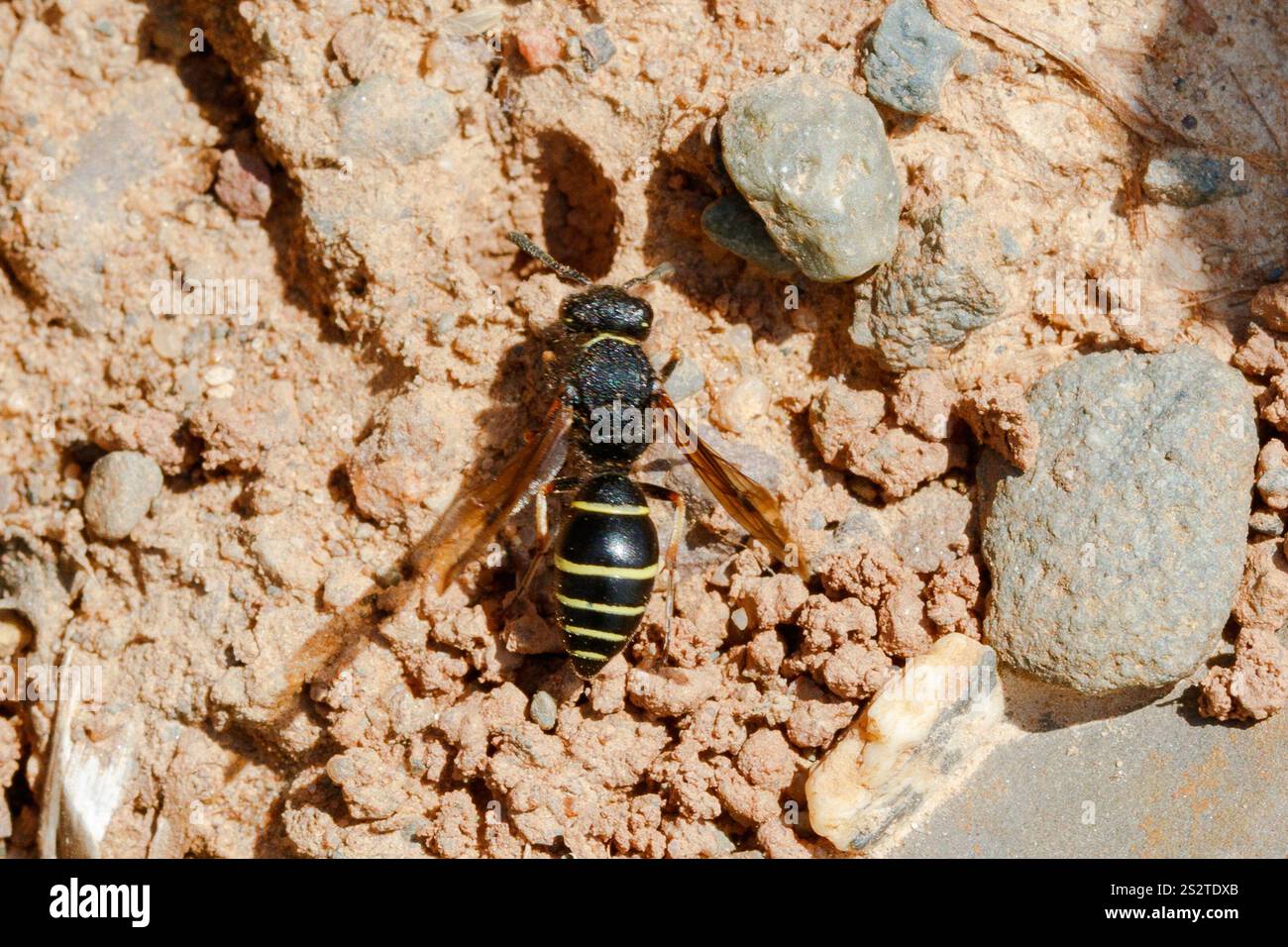 Spiny Mason Wasp (Odynerus spinipes Stock Photo - Alamy