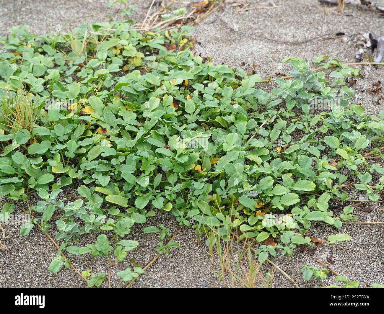 beach morning-glory (Ipomoea imperati Stock Photo - Alamy