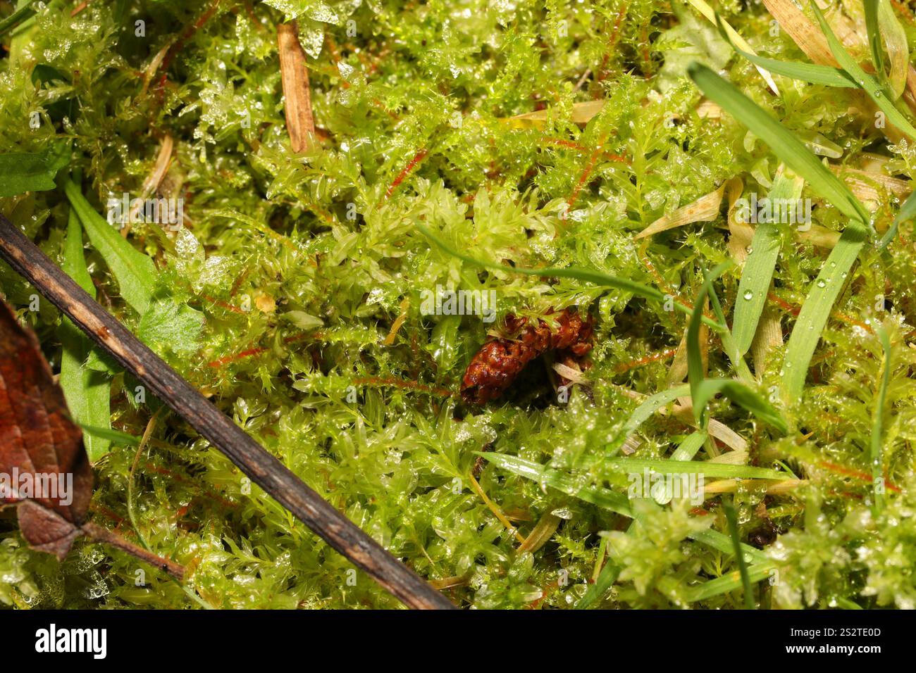 Catherine's moss (Atrichum undulatum Stock Photo - Alamy