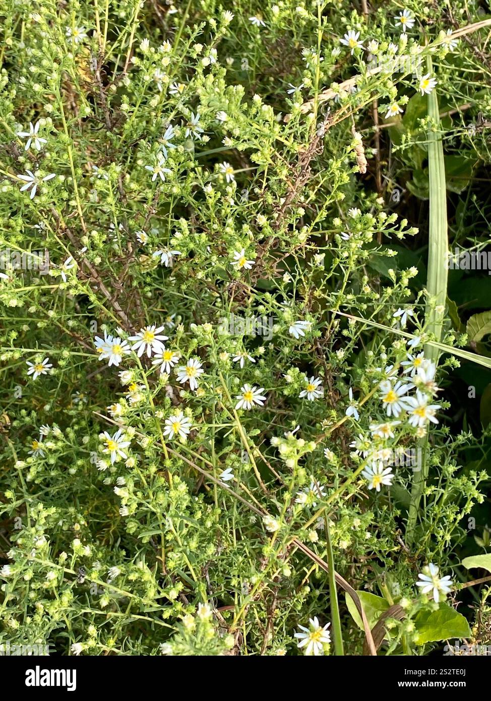 white heath aster (Symphyotrichum ericoides Stock Photo - Alamy