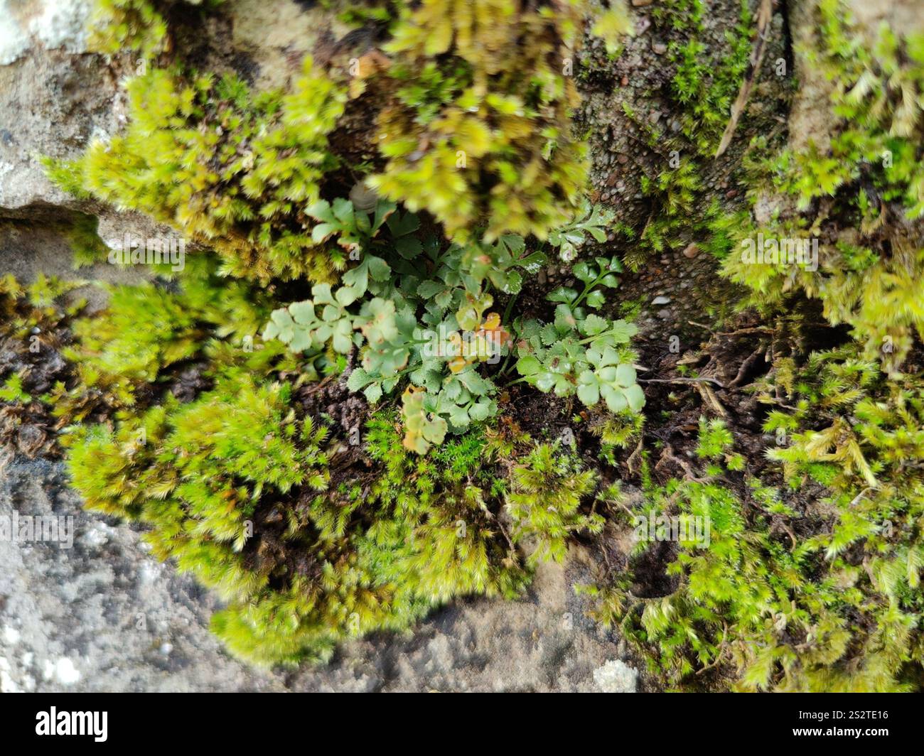 wall-rue (Asplenium ruta-muraria Stock Photo - Alamy