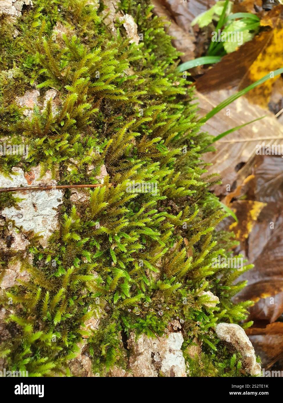 squirrel-tail moss (Leucodon sciuroides Stock Photo - Alamy