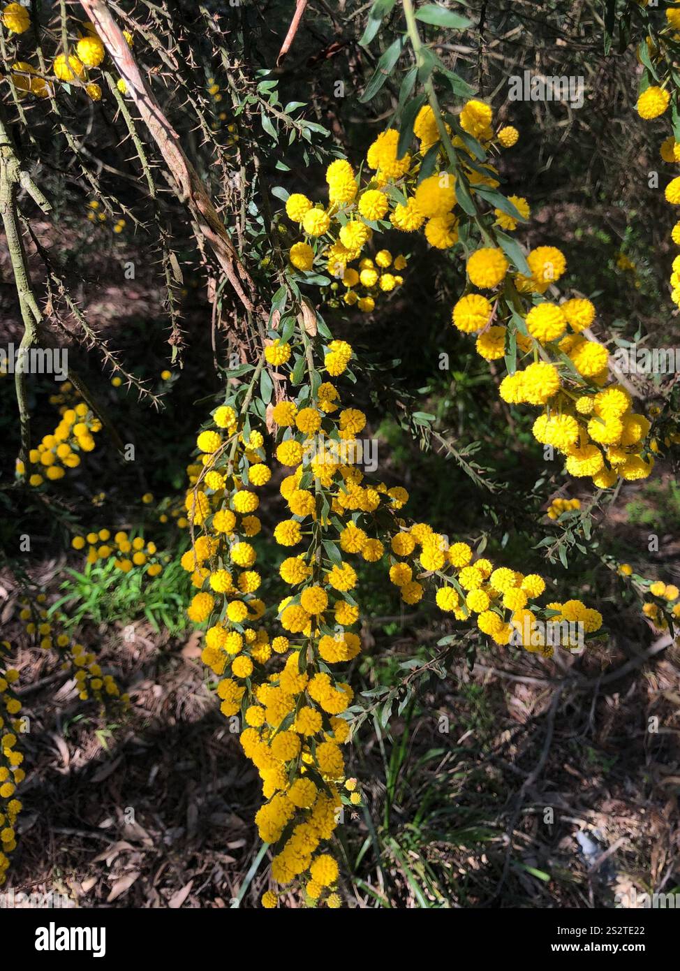Kangaroo thorn (Acacia paradoxa Stock Photo - Alamy