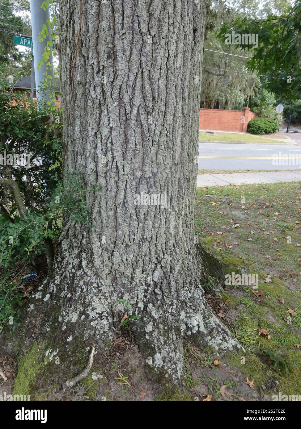 southern red oak (Quercus falcata Stock Photo - Alamy