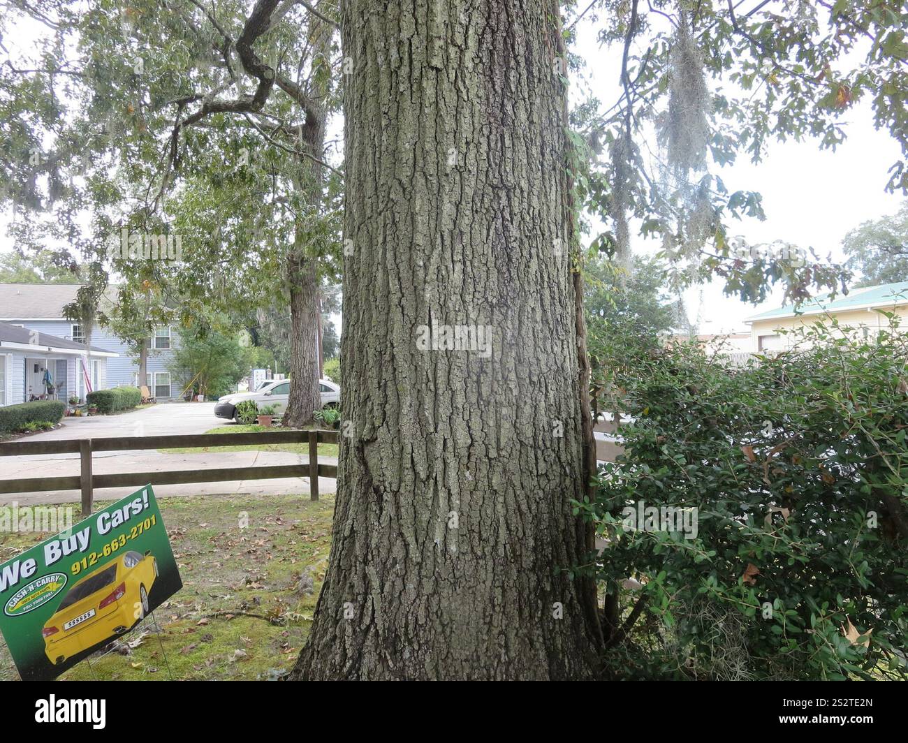 southern red oak (Quercus falcata Stock Photo - Alamy