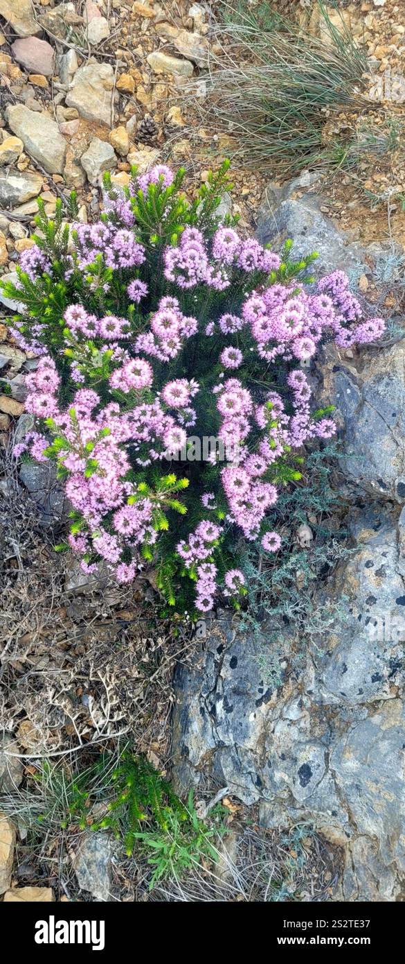 Mediterranean Heath (Erica multiflora Stock Photo - Alamy