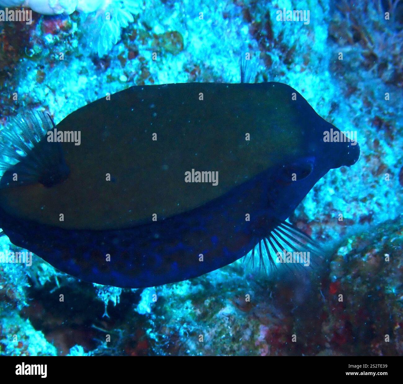 Bluetail Boxfish (Ostracion cyanurus Stock Photo - Alamy