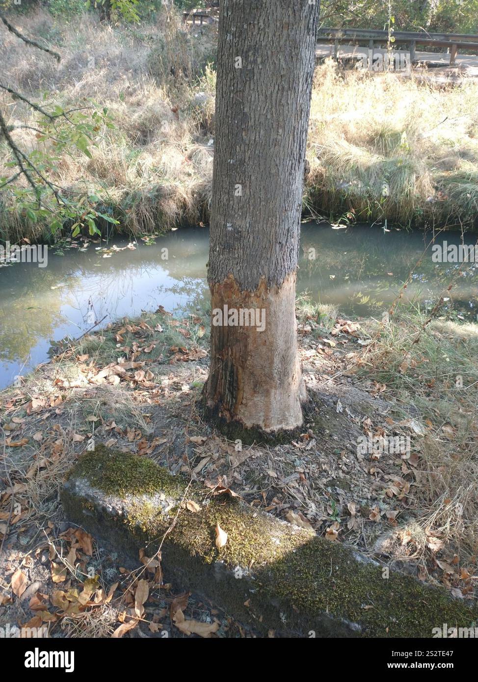 Oregon Ash (Fraxinus latifolia Stock Photo - Alamy