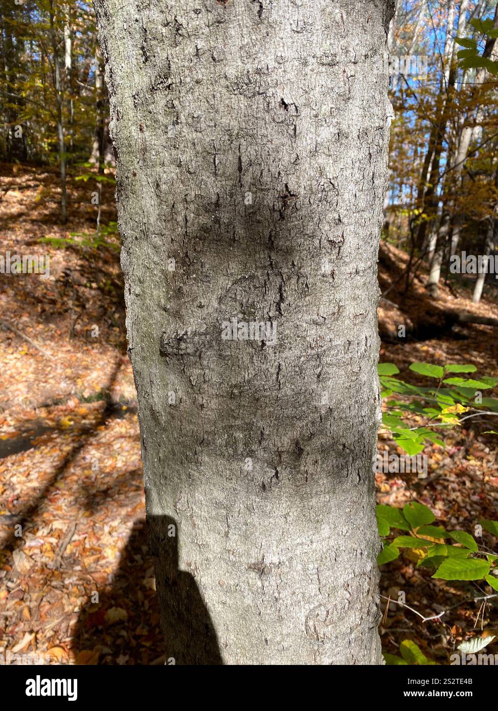 Beech Bark Canker Fungus (Neonectria faginata Stock Photo - Alamy