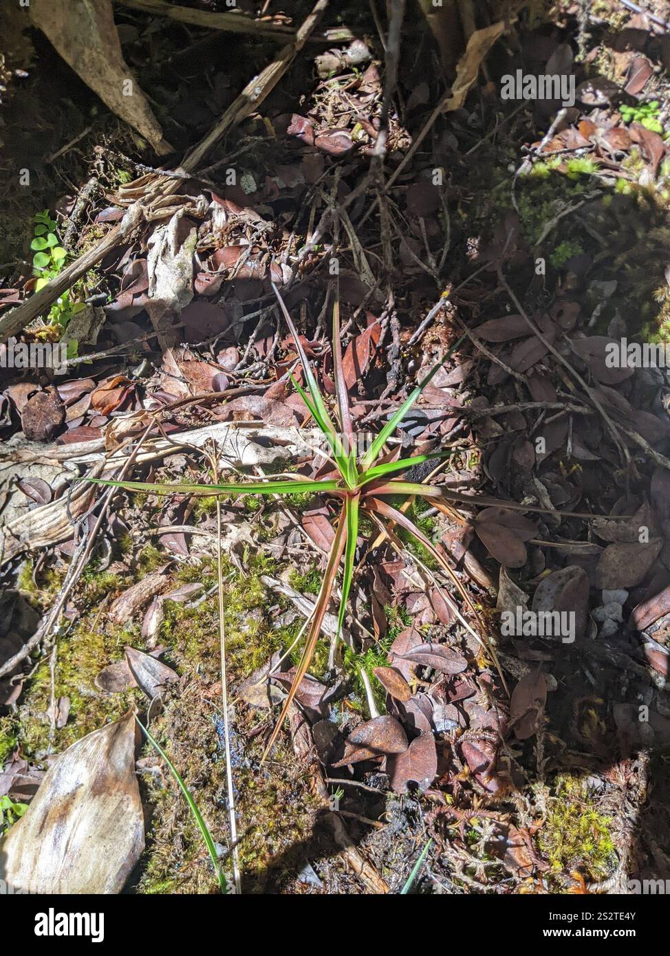 Flat-leaved Rush (Juncus planifolius Stock Photo - Alamy