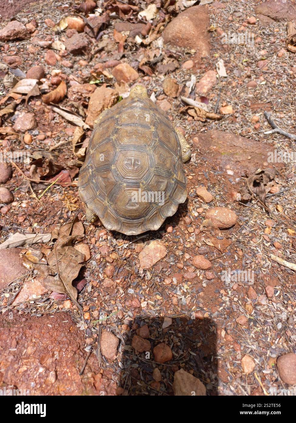 Lobatse Hingeback Tortoise (Kinixys lobatsiana Stock Photo - Alamy
