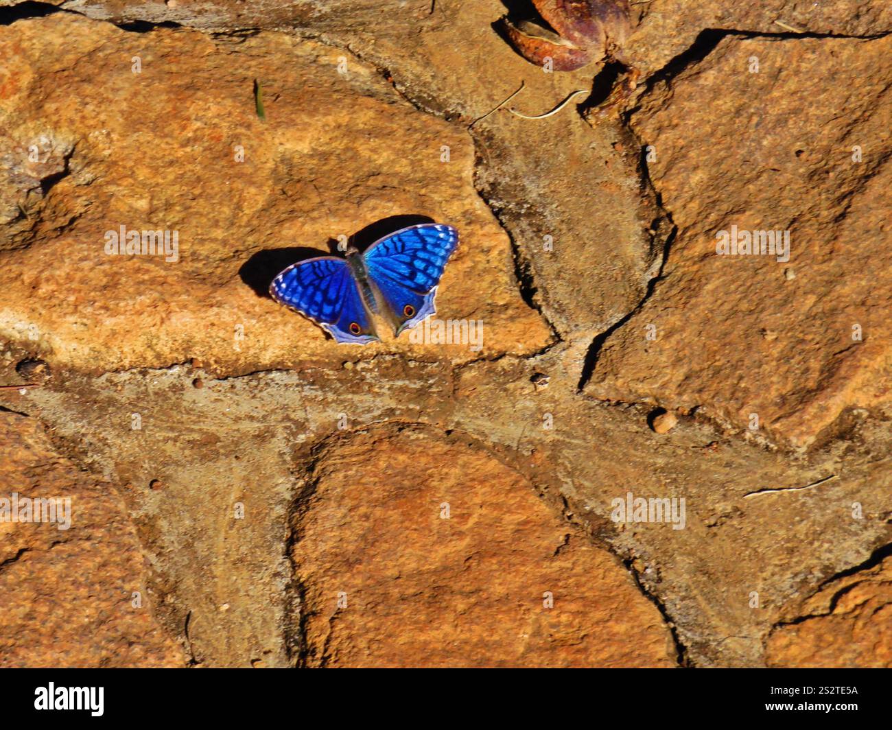 Royal Blue Pansy (Junonia rhadama Stock Photo - Alamy