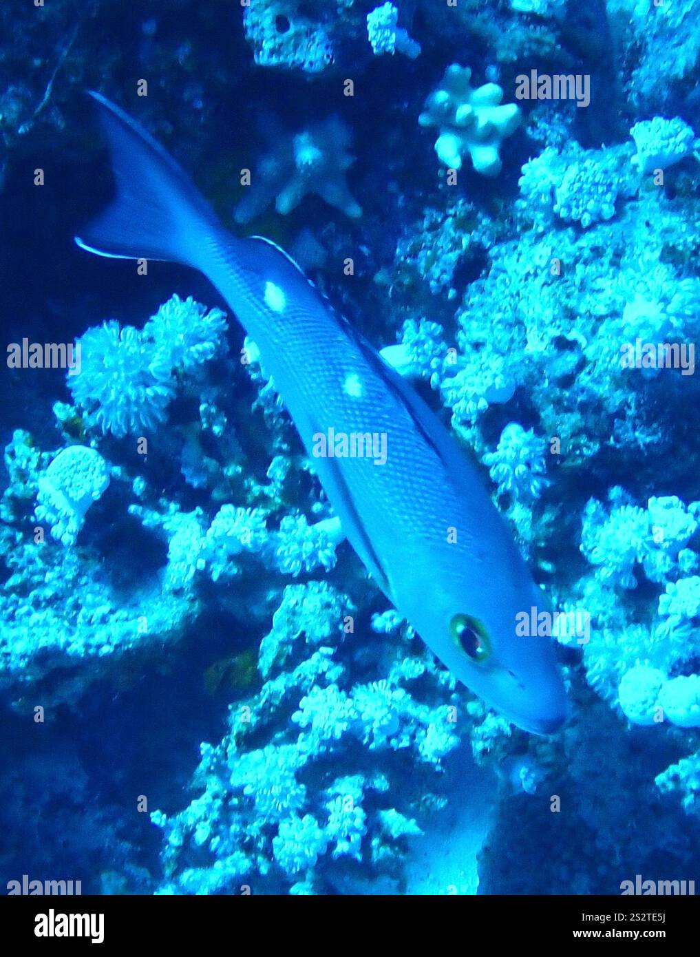 Two-spot Red Snapper (Lutjanus bohar Stock Photo - Alamy