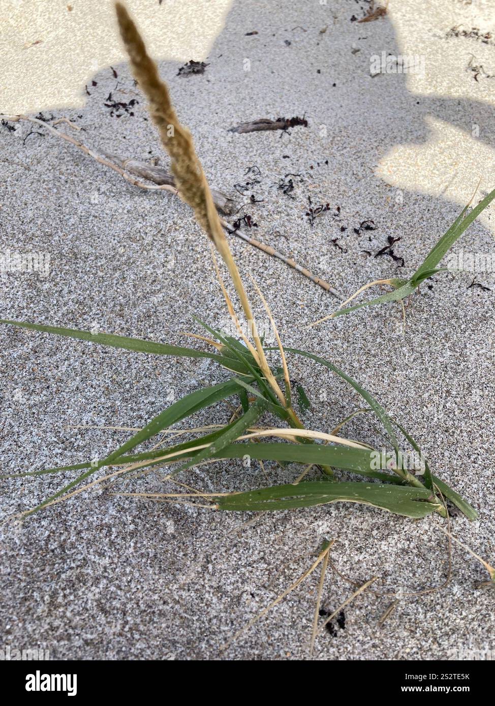 seashore dropseed (Sporobolus virginicus Stock Photo - Alamy